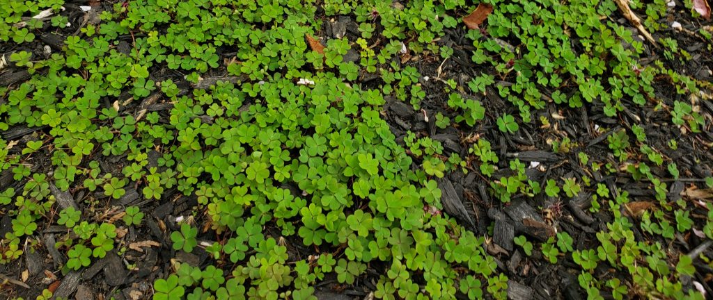 West Philadelphia Plants – Moore Metrics